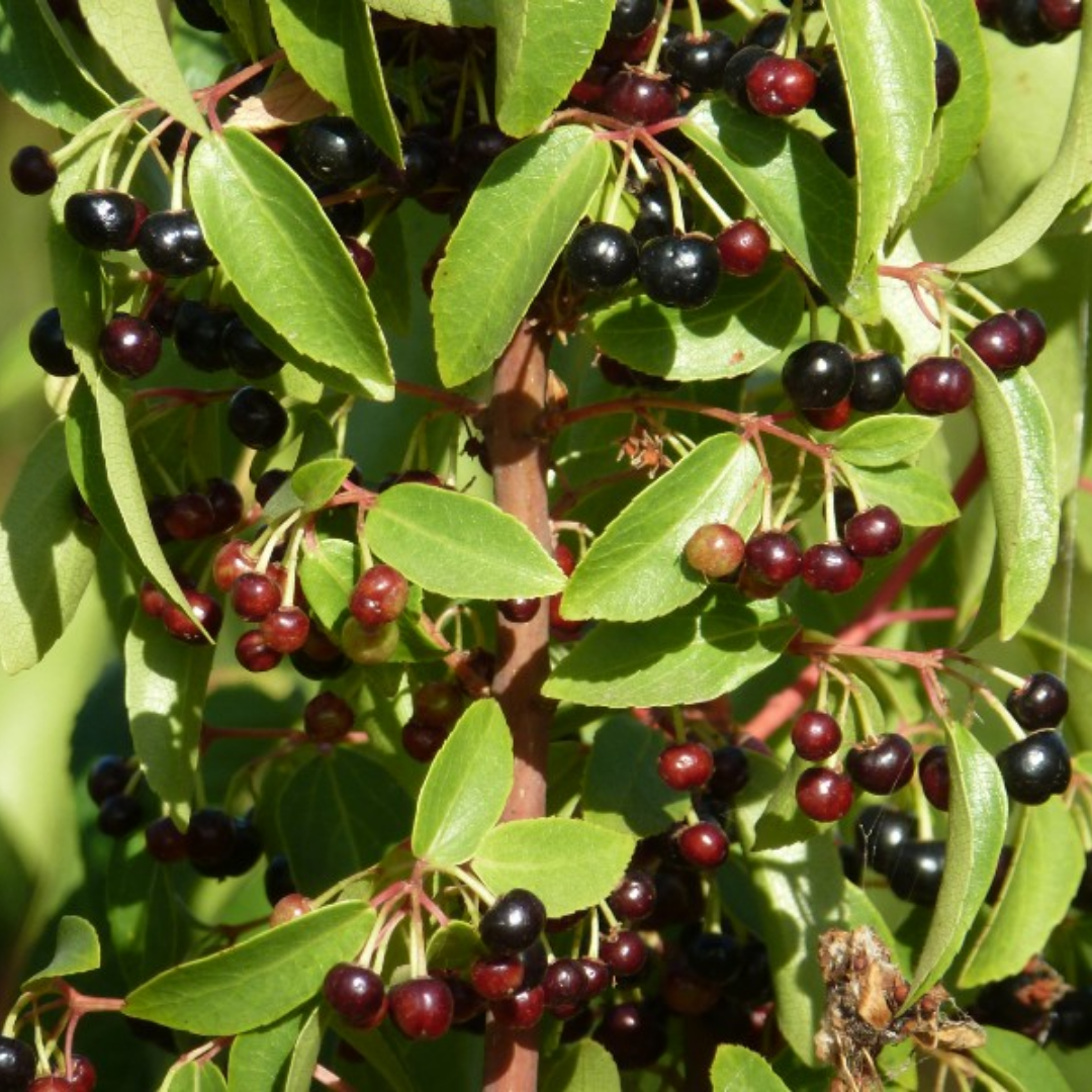 Maqui, the healing fruit of the ancestral Mapuche culture ...